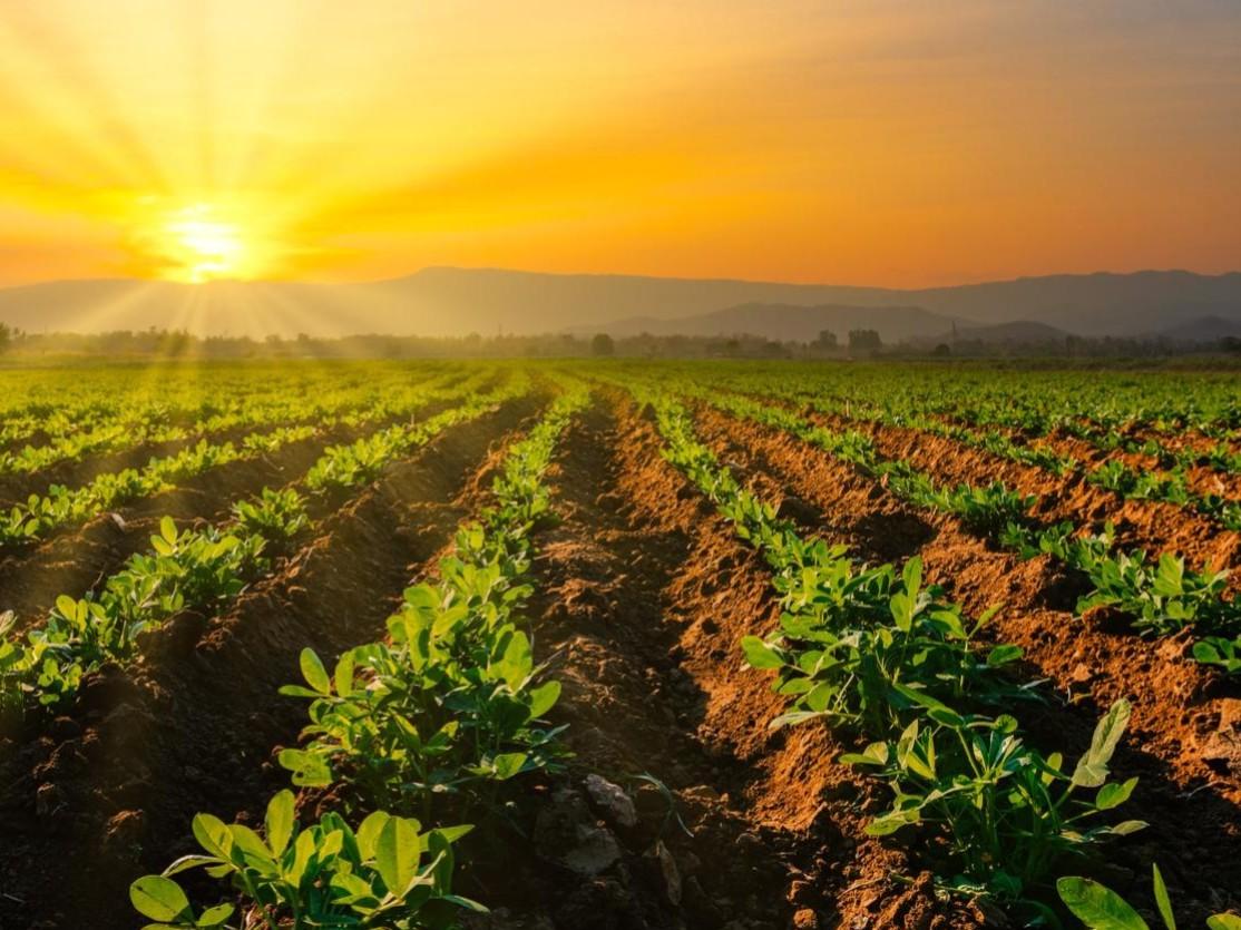 Optimal Crops Identification for Agrophotovoltaic Applications ...