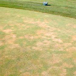 Partner to Identify a Pythium Control Agent - Innocentive